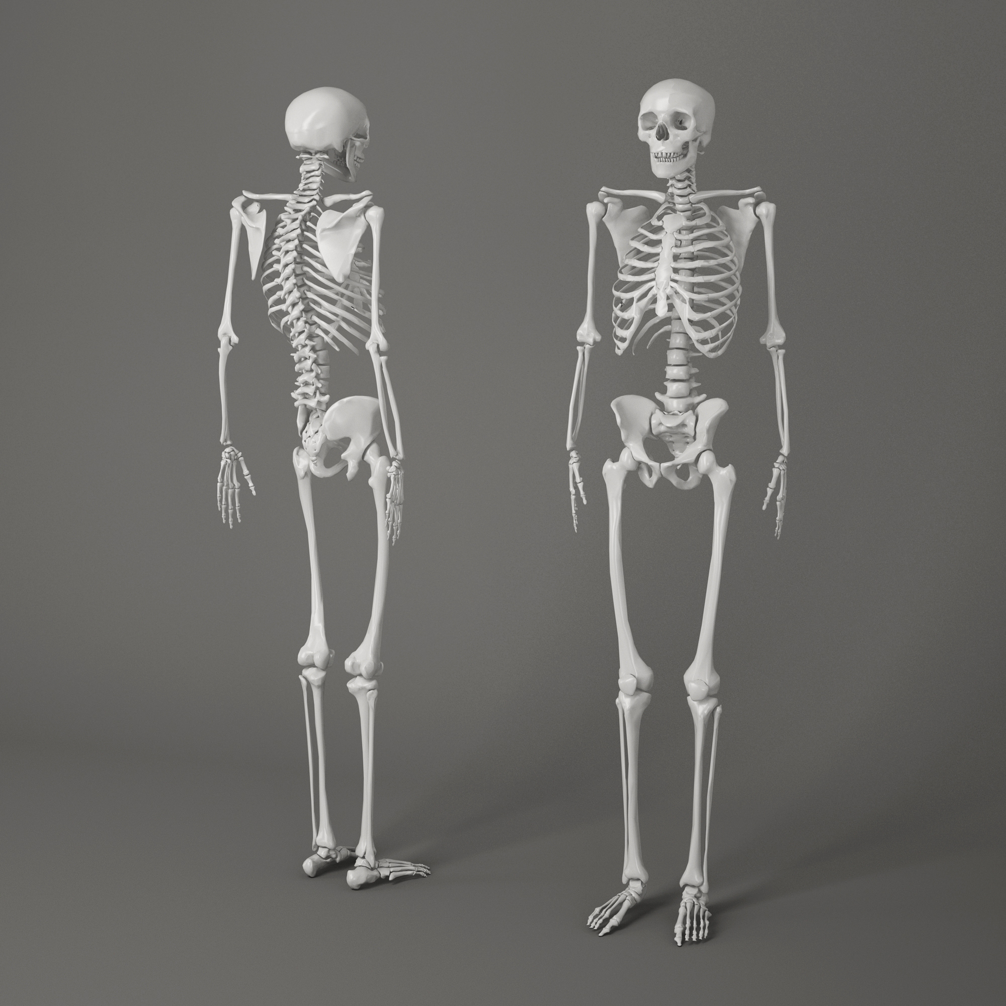 Human Skeleton Caucasian 3D model by zaxisbd | 3DOcean
